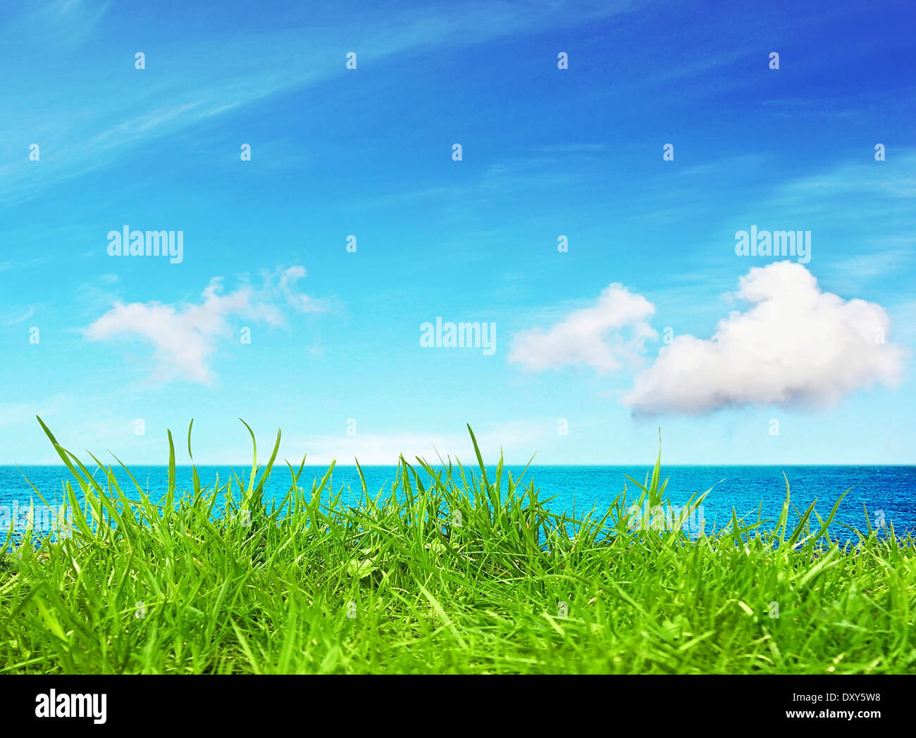 Sea grass field hi-res stock photography and images - Alamy