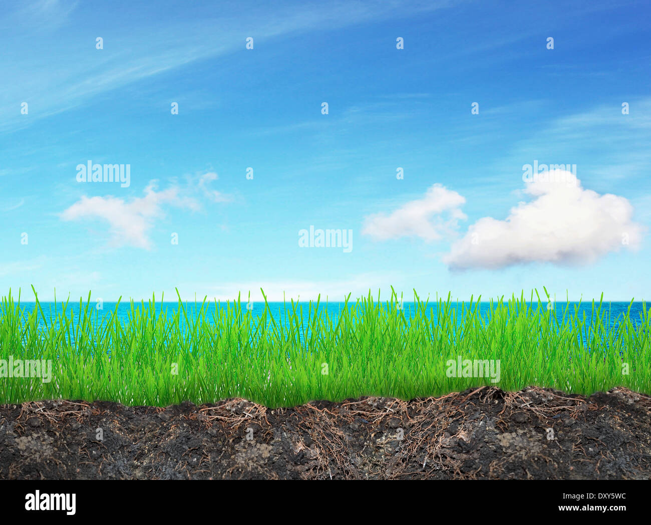 Sea grass field hi-res stock photography and images - Alamy