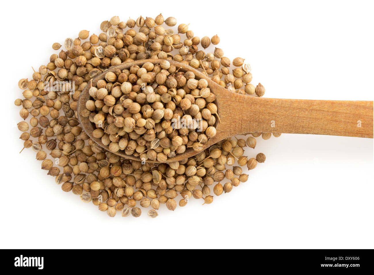 coriander spices in spoon isolated on white background Stock Photo - Alamy