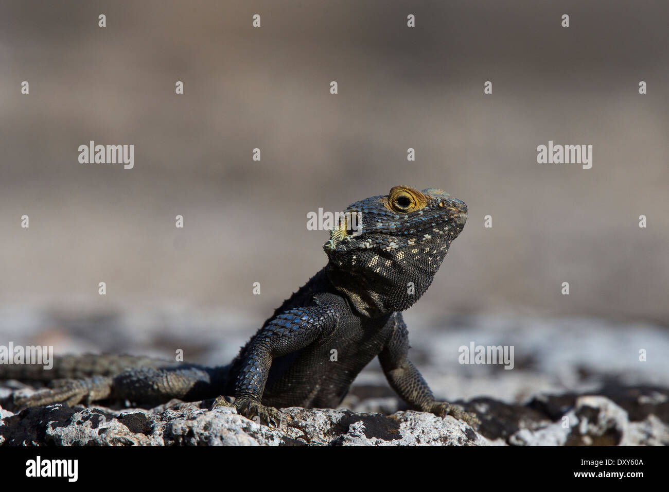 Watching lizard turkey hi-res stock photography and images - Alamy