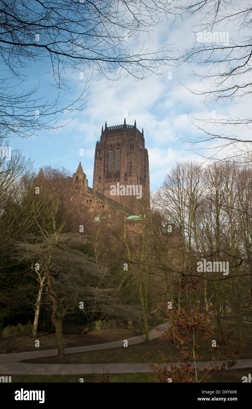 The Anglican Cathedral amidst winter trees, Liverpool, England, UK ...