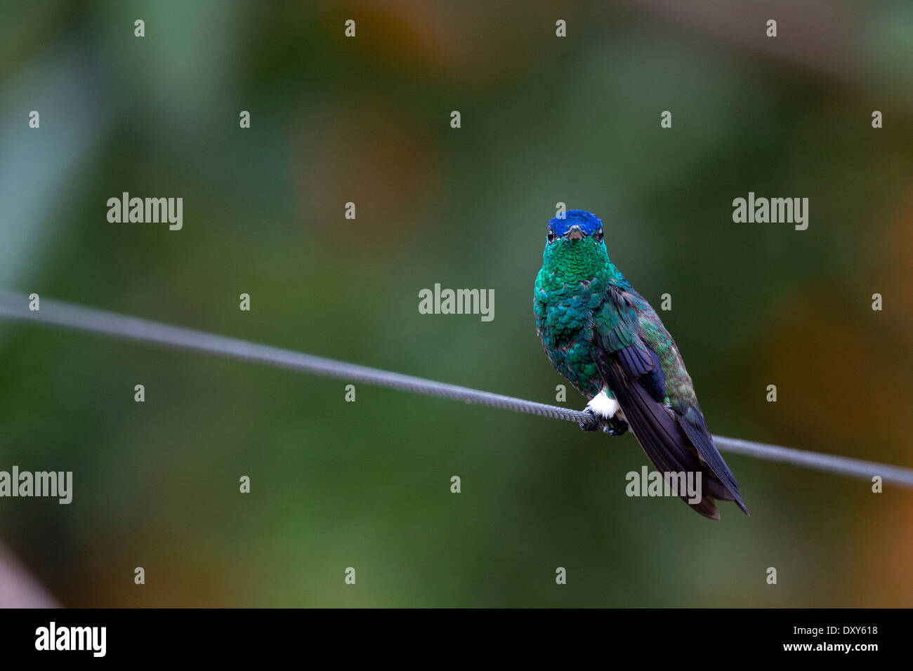 An Indigo-capped Hummingbird (Amazilia cyanifrons) perched, near Bogota ...