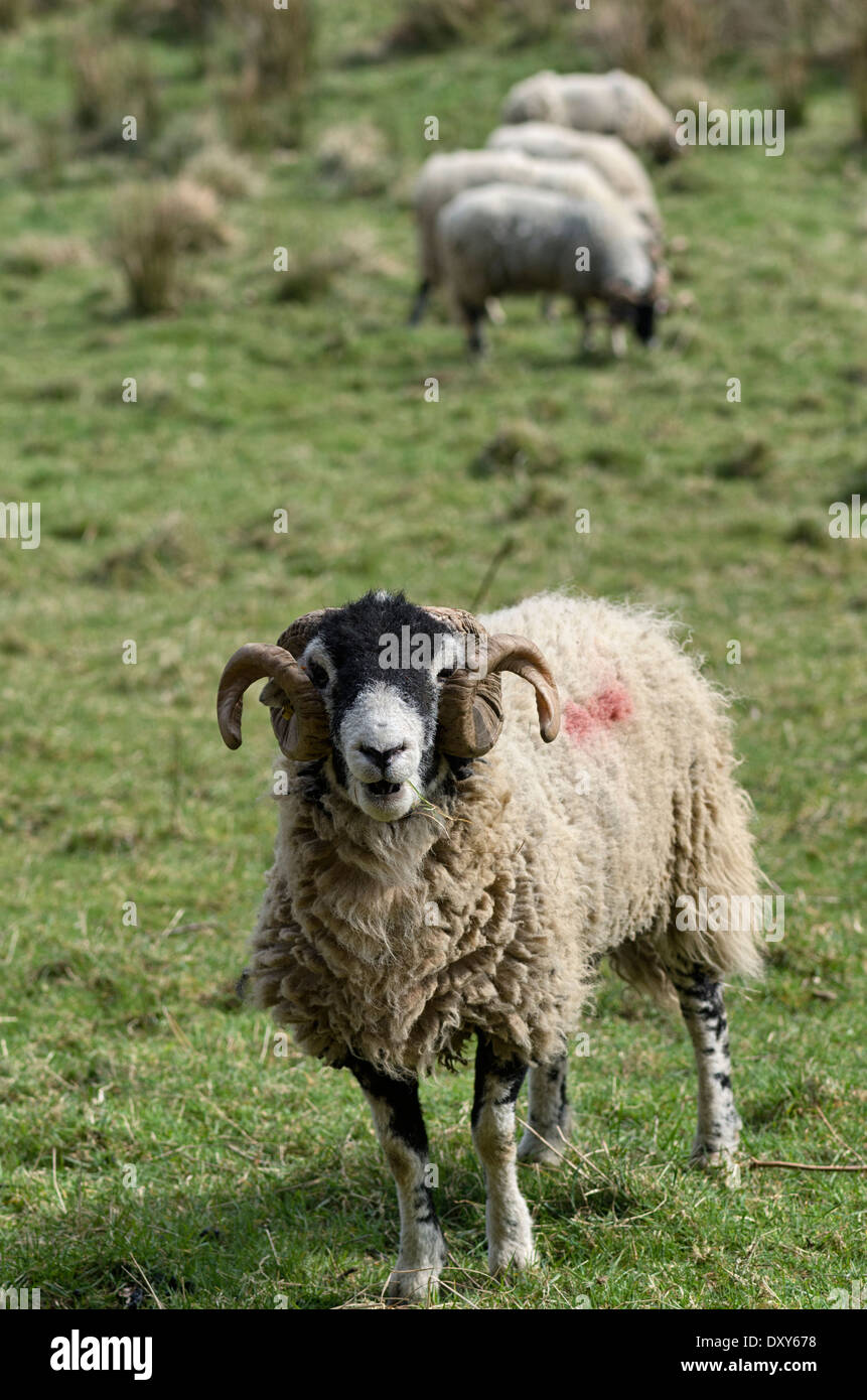 Curly horns sheep hi-res stock photography and images - Alamy
