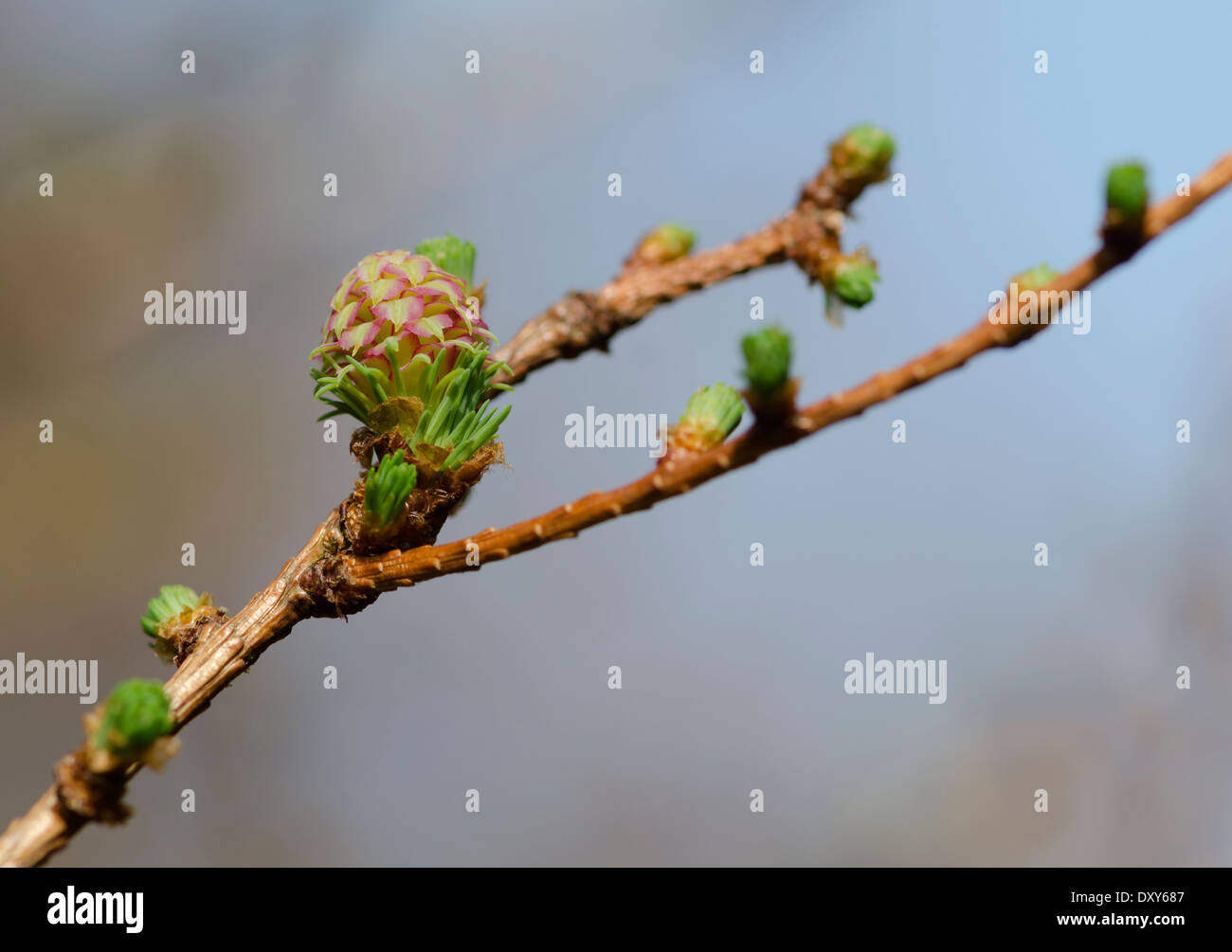 Spring bud and new growth, a baby pine cone, on a tree branch Stock ...