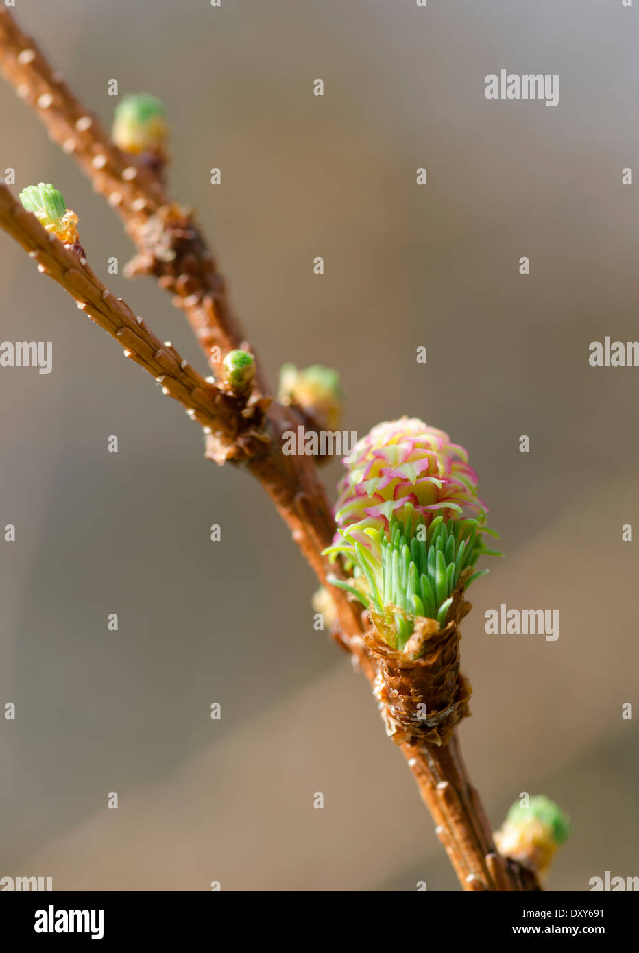 Spring bud and new growth, a baby pine cone, on a tree branch Stock ...