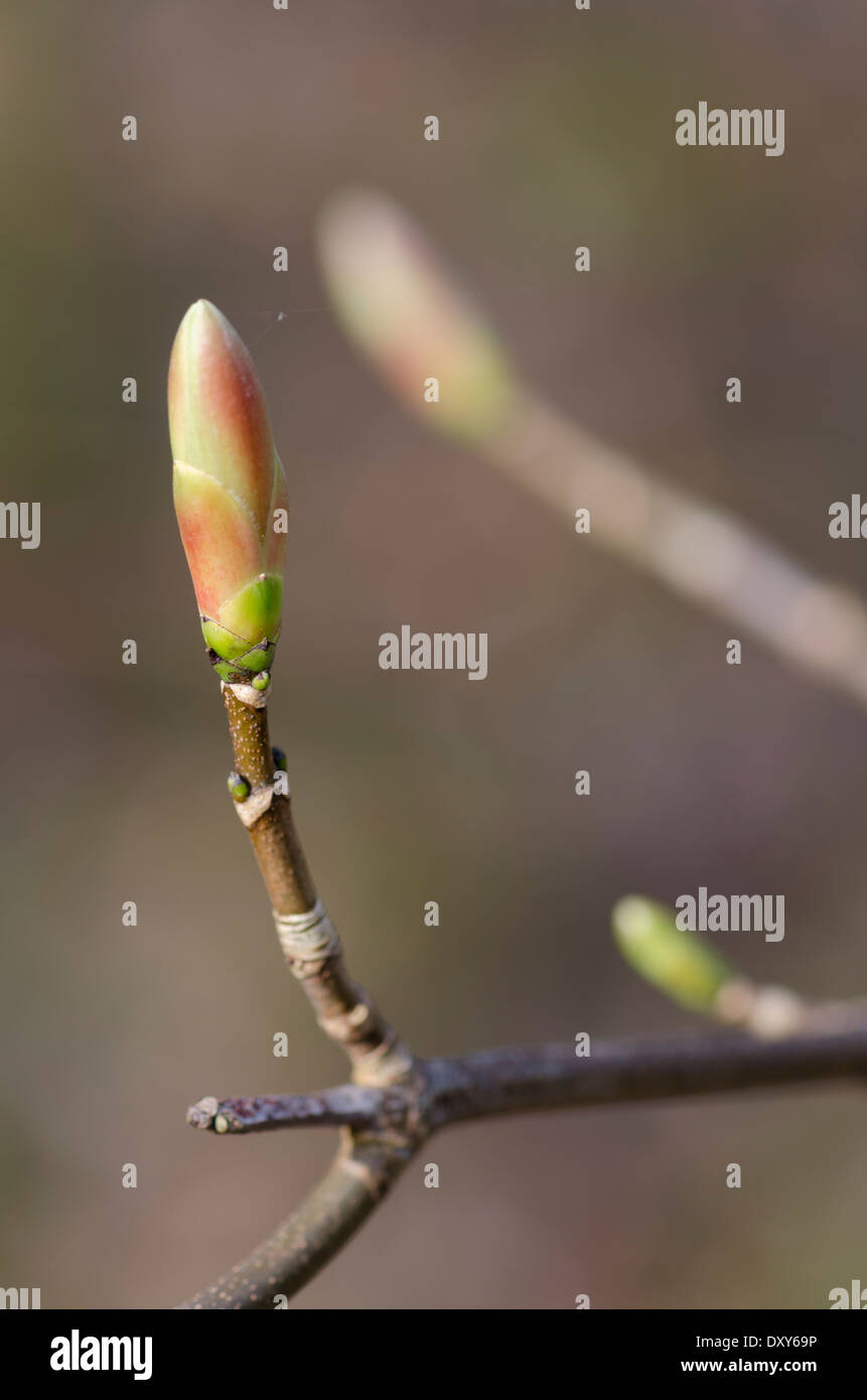Bud branch hi-res stock photography and images - Alamy