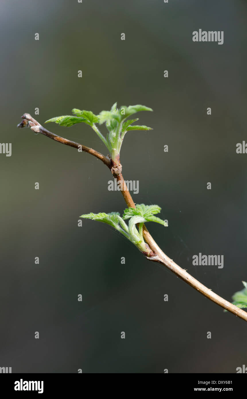 Spring new growth on a tree Stock Photo - Alamy