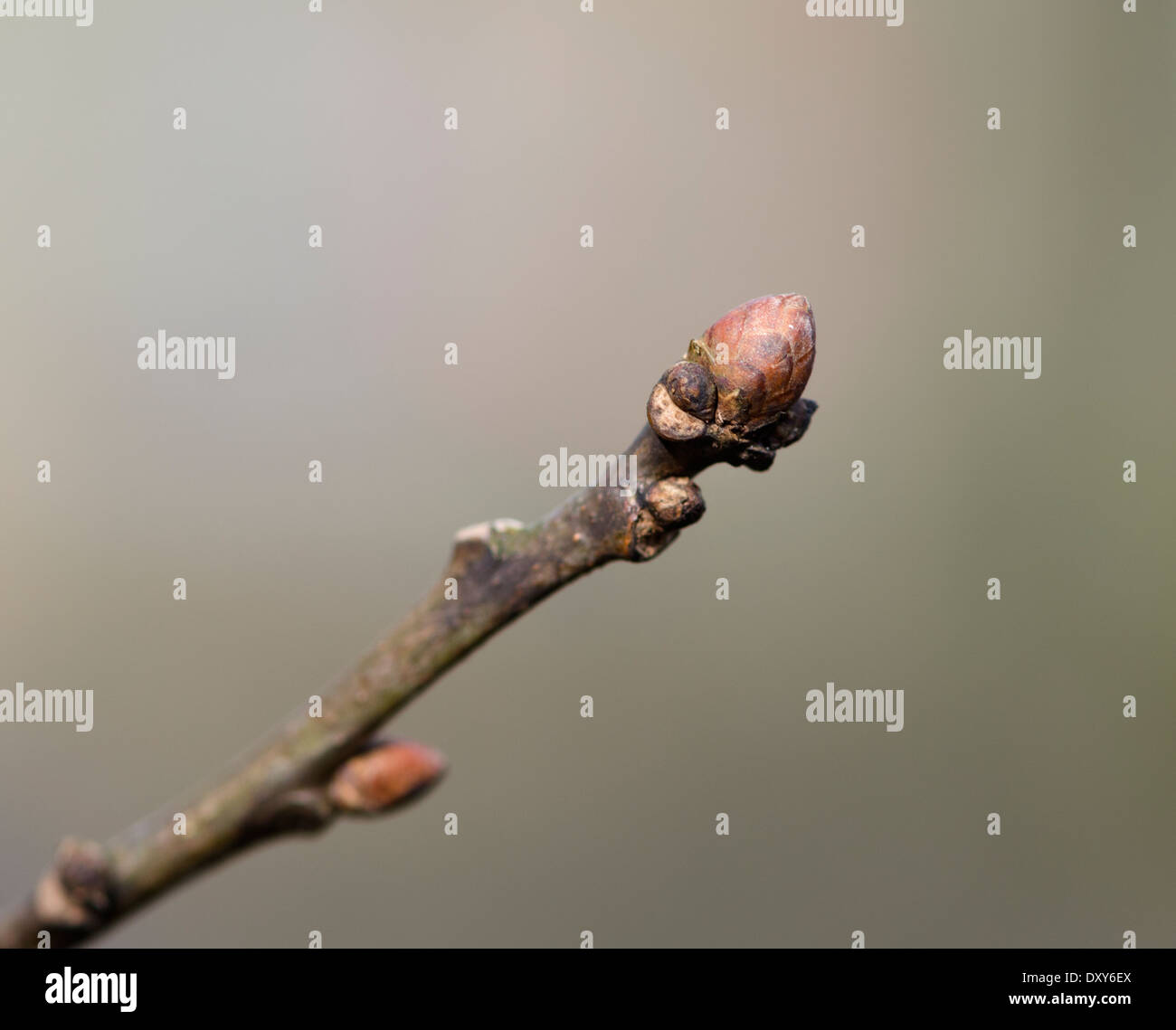 Spring bud on a tree branch Stock Photo - Alamy
