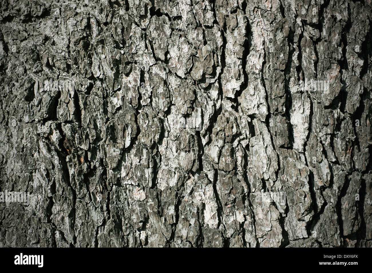 Pattern of the tree surface texture Stock Photo - Alamy