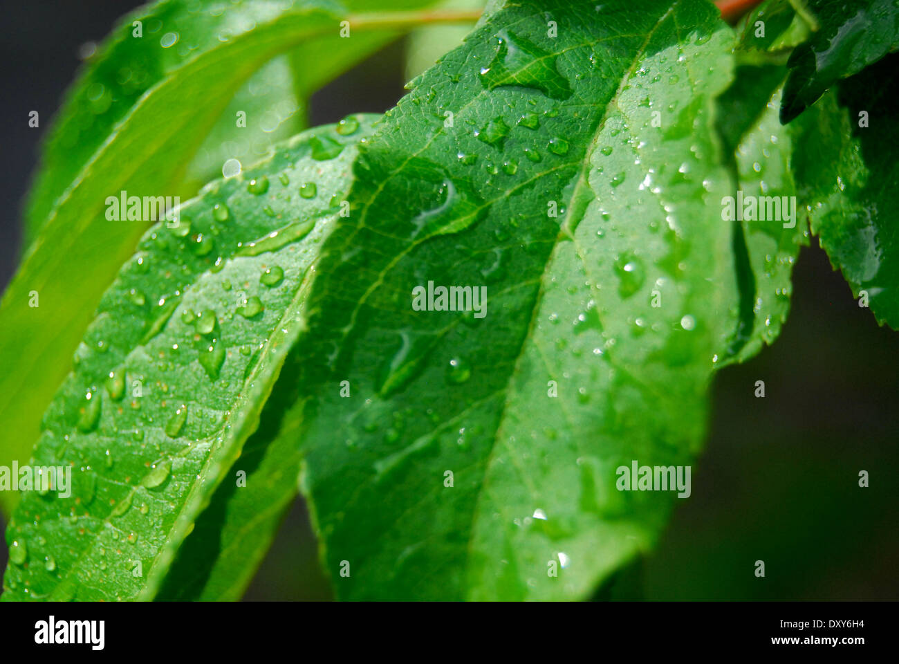 Leaves with water drops hi-res stock photography and images - Alamy