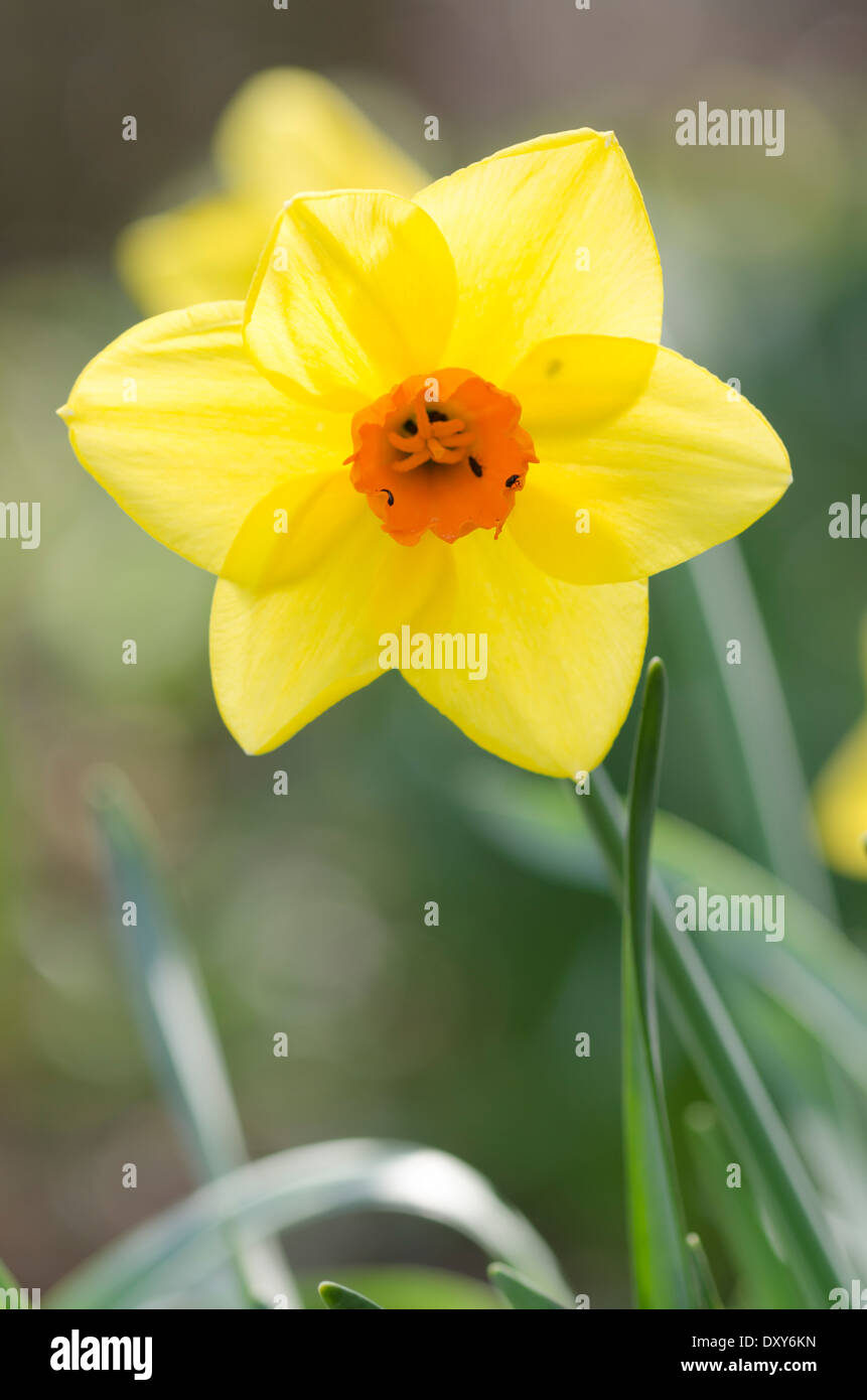 A Daffodil in a Cumbrian garden. tiny little beetles can be seen inside ...