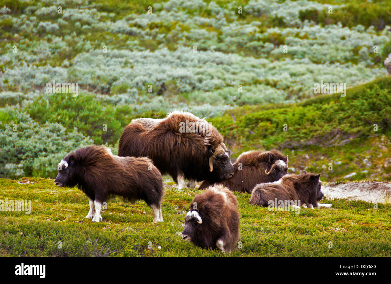 A herd of Muskoxen Stock Photo - Alamy