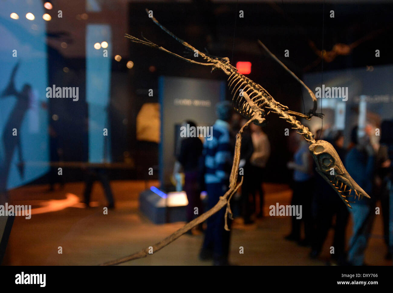 New York, USA. 1st Apr, 2014. A pterosaur model is on display during ...