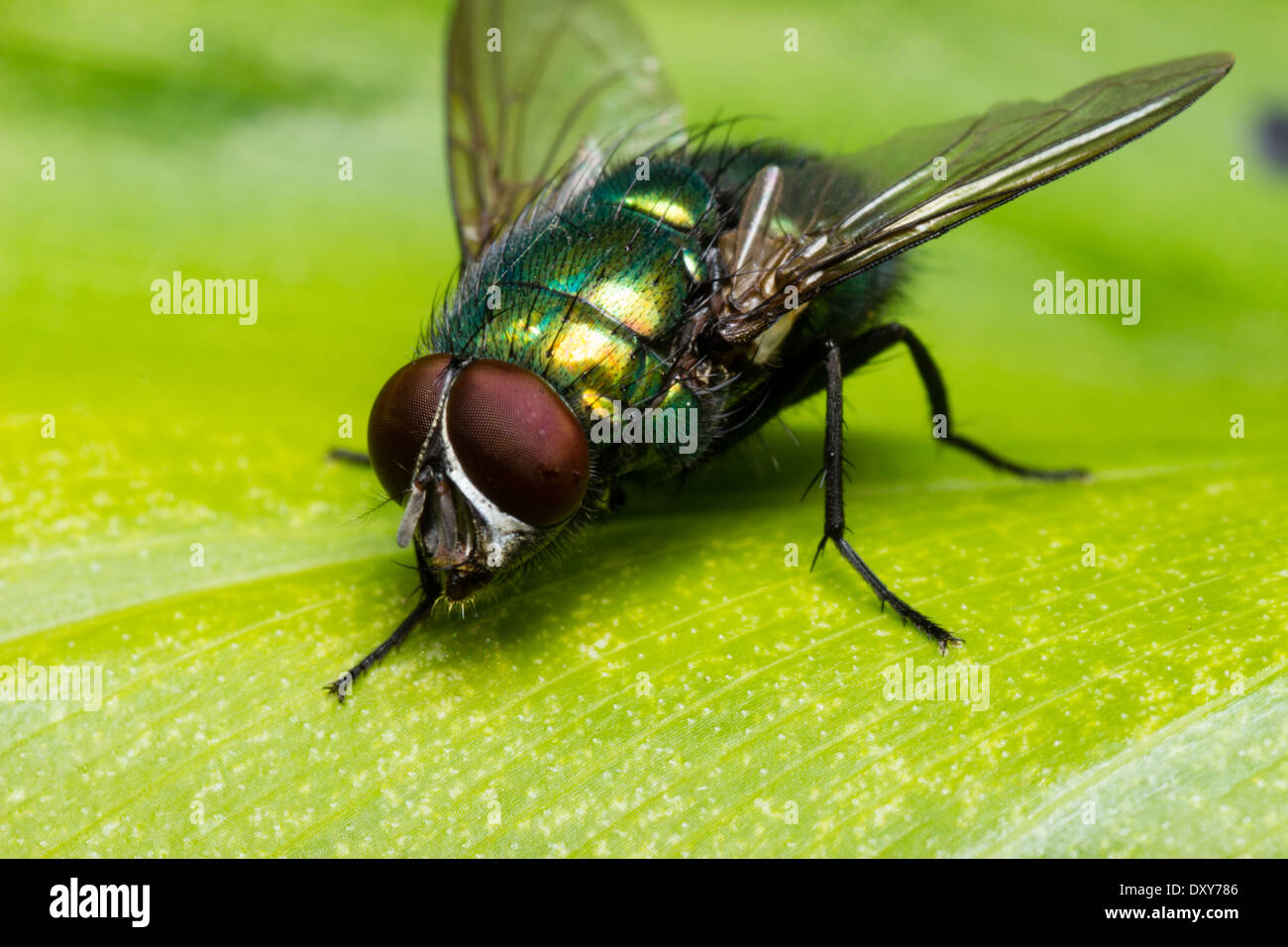 Greenbottle fly, Lucilia sericata Stock Photo - Alamy