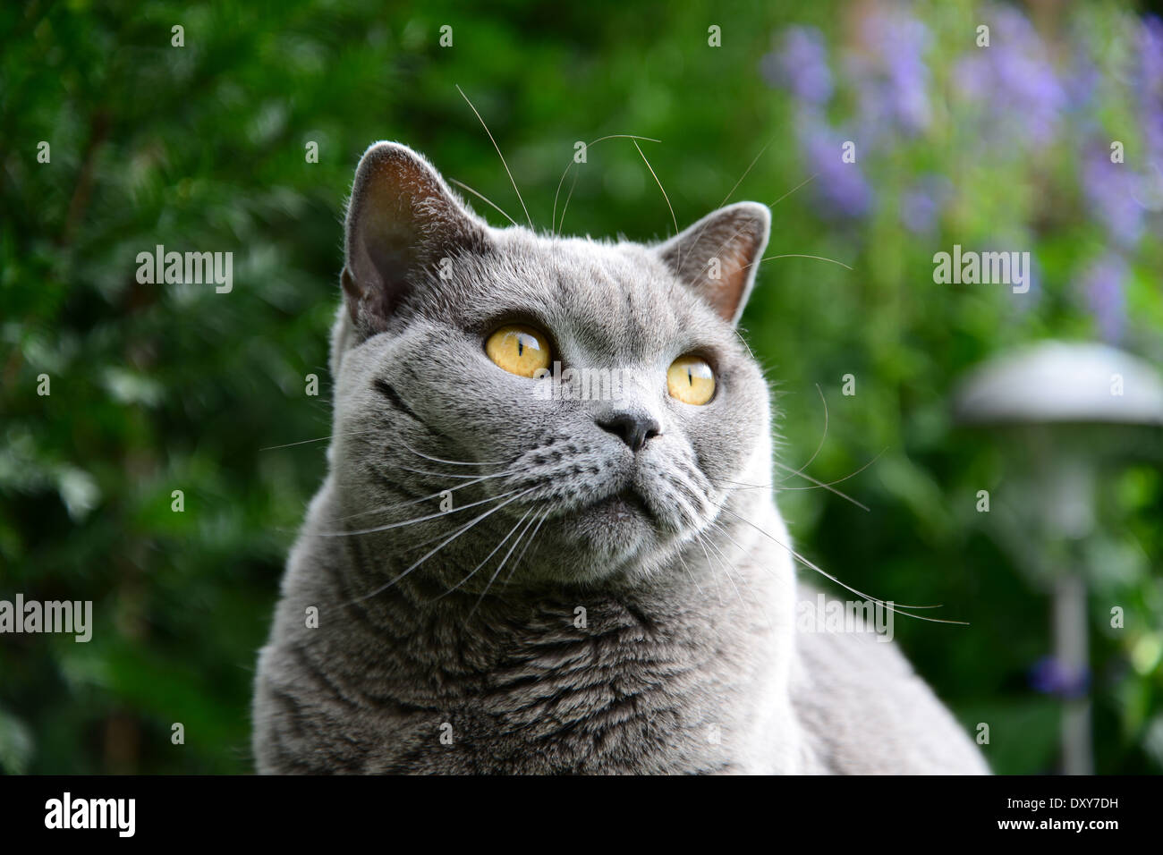 Cats life, british blue Stock Photo - Alamy
