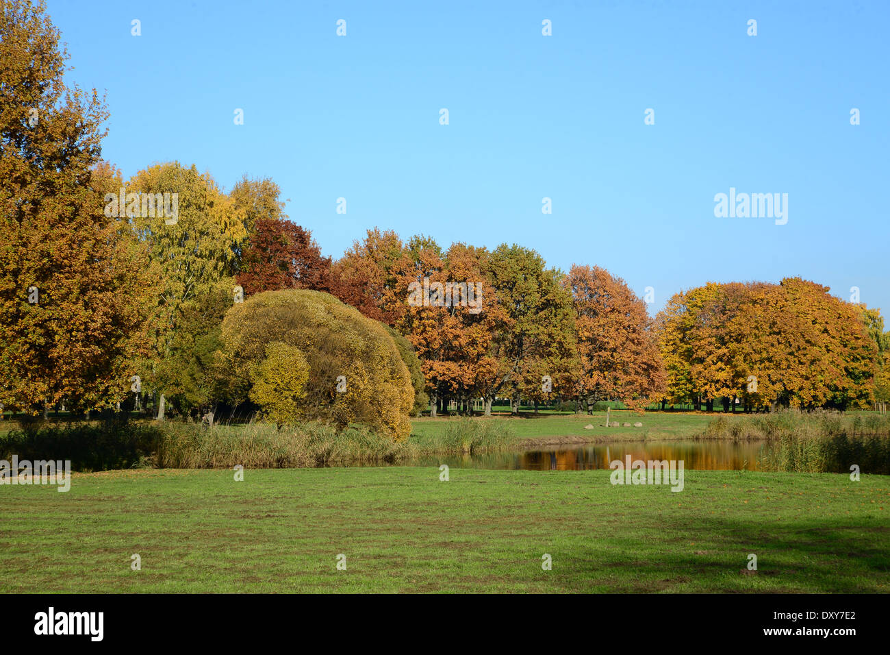 Victory tree hi-res stock photography and images - Alamy