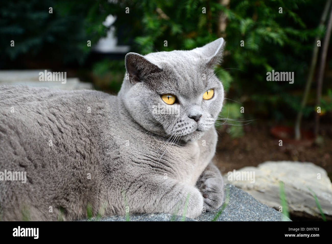 Copper eyes cat eyes hi-res stock photography and images - Alamy