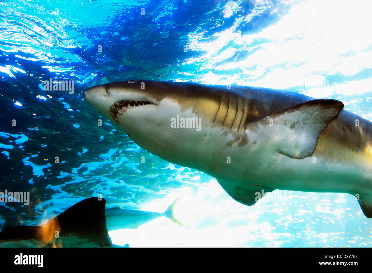 Shark looking for food hi-res stock photography and images - Alamy