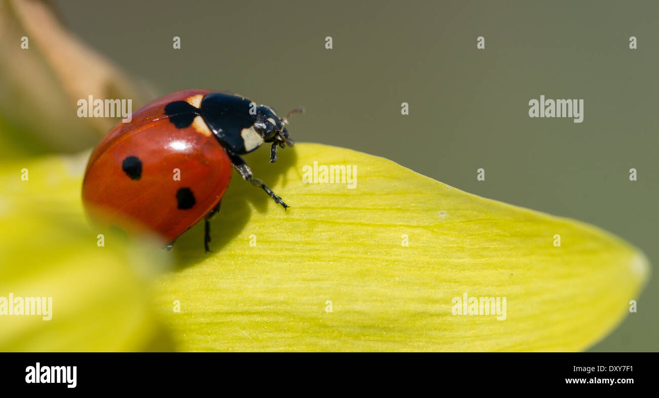 Entomologist ladybug hi-res stock photography and images - Alamy