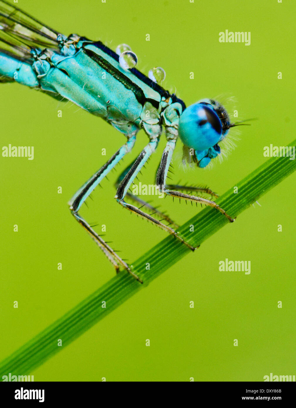 blue beautiful small dragonfly Stock Photo - Alamy