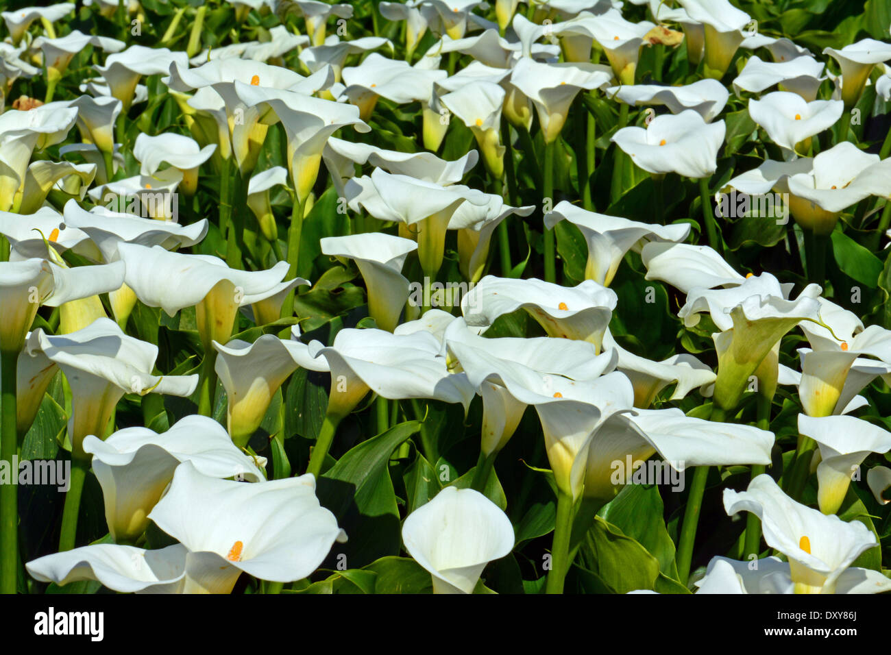 Calla field hi-res stock photography and images - Alamy