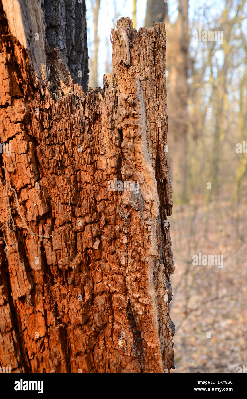 Old decayed tree stump hi-res stock photography and images - Alamy