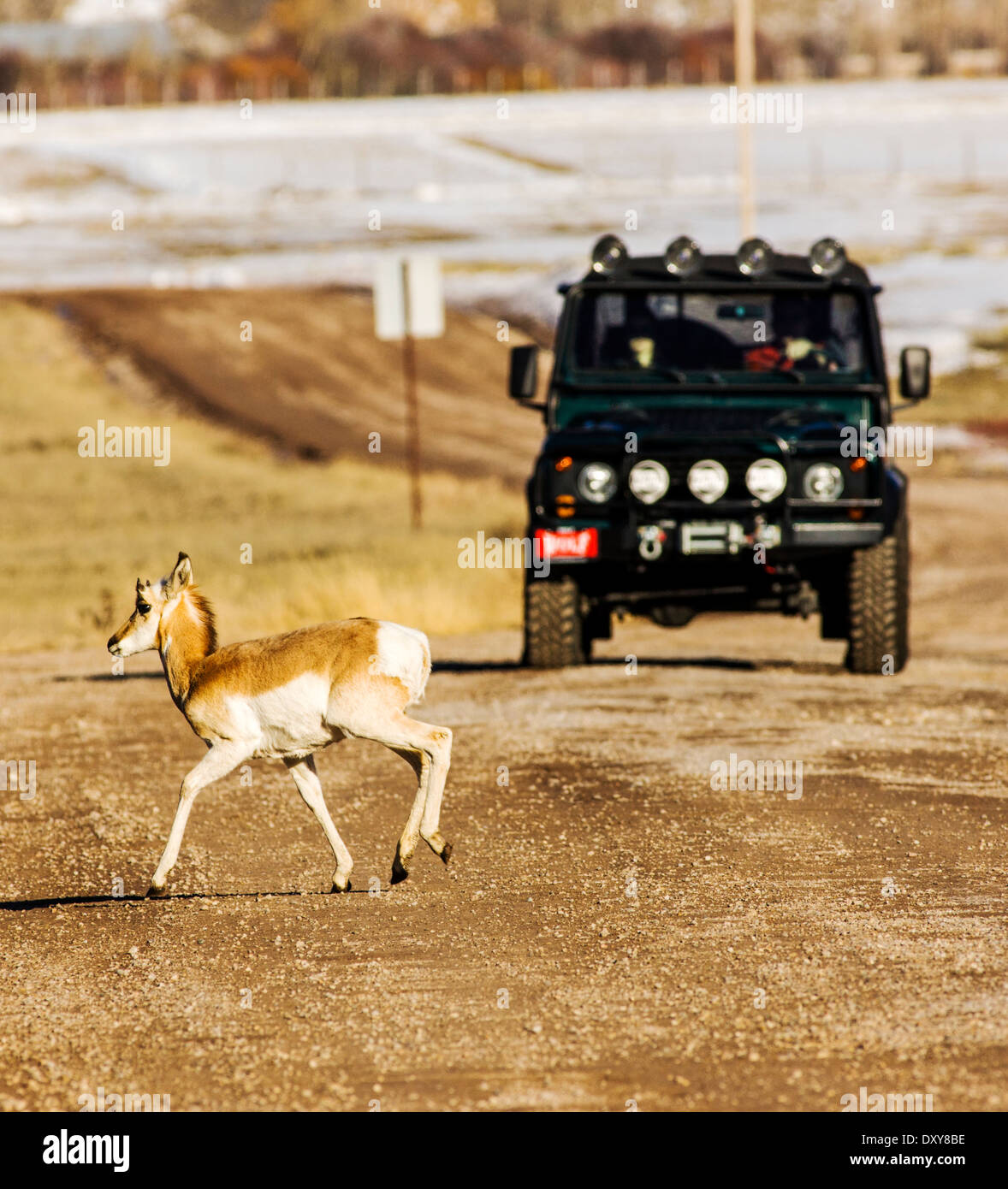 Antelope running hi-res stock photography and images - Alamy
