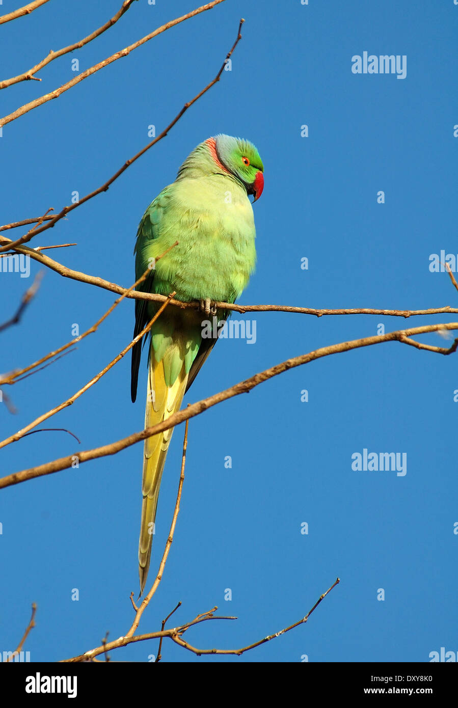 Female ring necked parakeet hi-res stock photography and images - Alamy