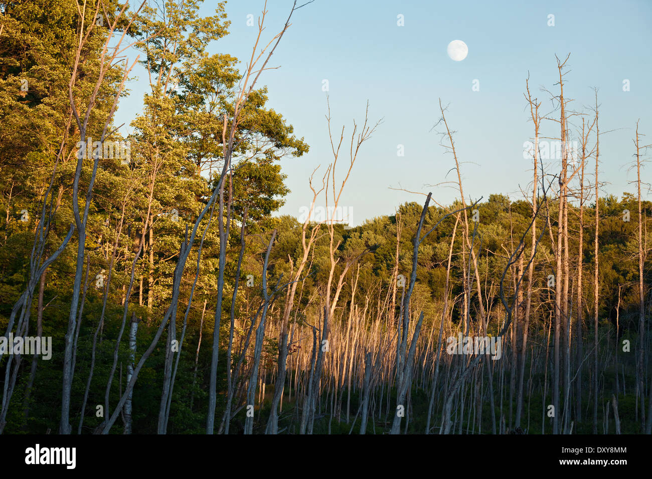 Dead tree and full moon hi-res stock photography and images - Alamy