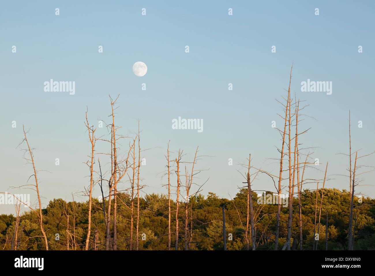 A full moon rising at sunset over a marsh near Bala in Muskoka, Ontario ...