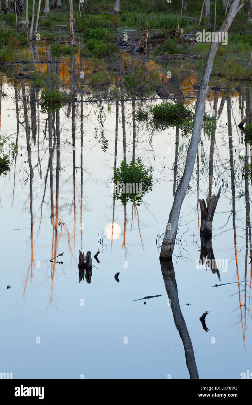 Moon reflecting in pond hi-res stock photography and images - Alamy