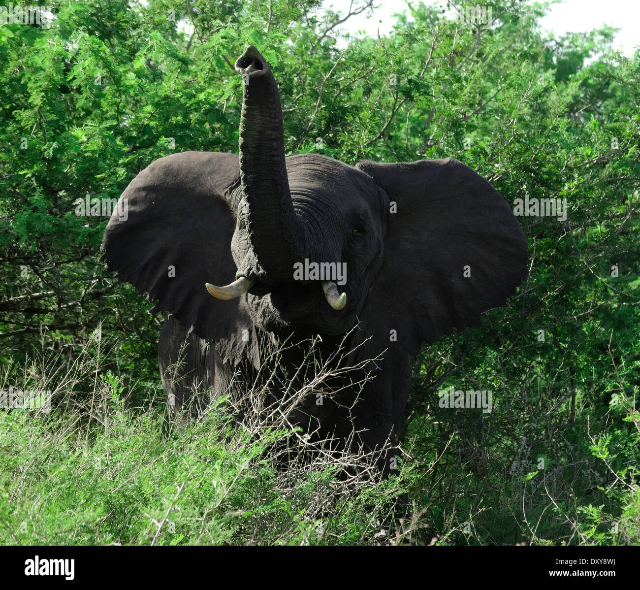 an angry surprised elephant Stock Photo - Alamy