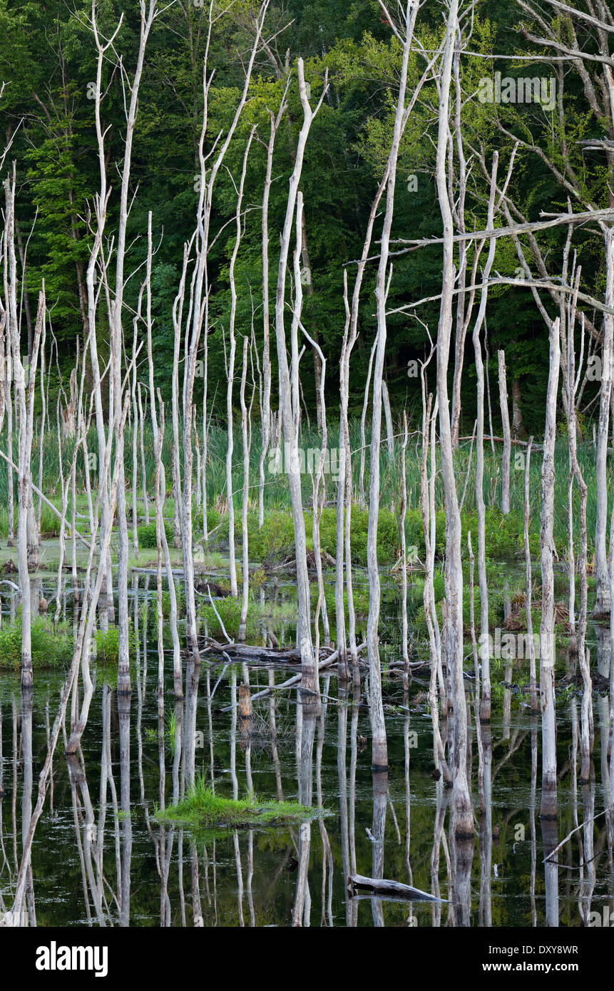 Dead trees reflecting reflecting in stagnant wateron the edge of a ...