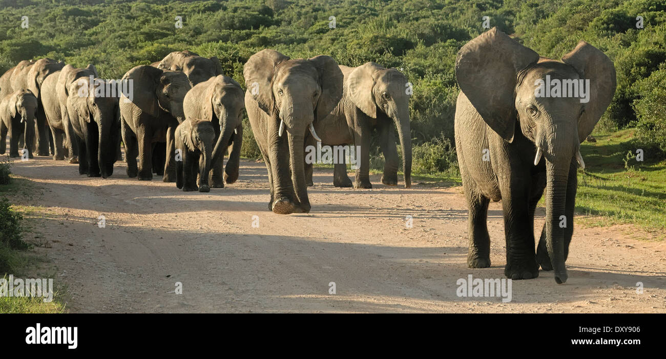 Leader hi-res stock photography and images - Alamy