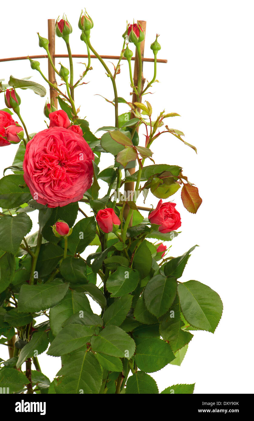 detail of red roses bush on white background. studio shot Stock Photo ...