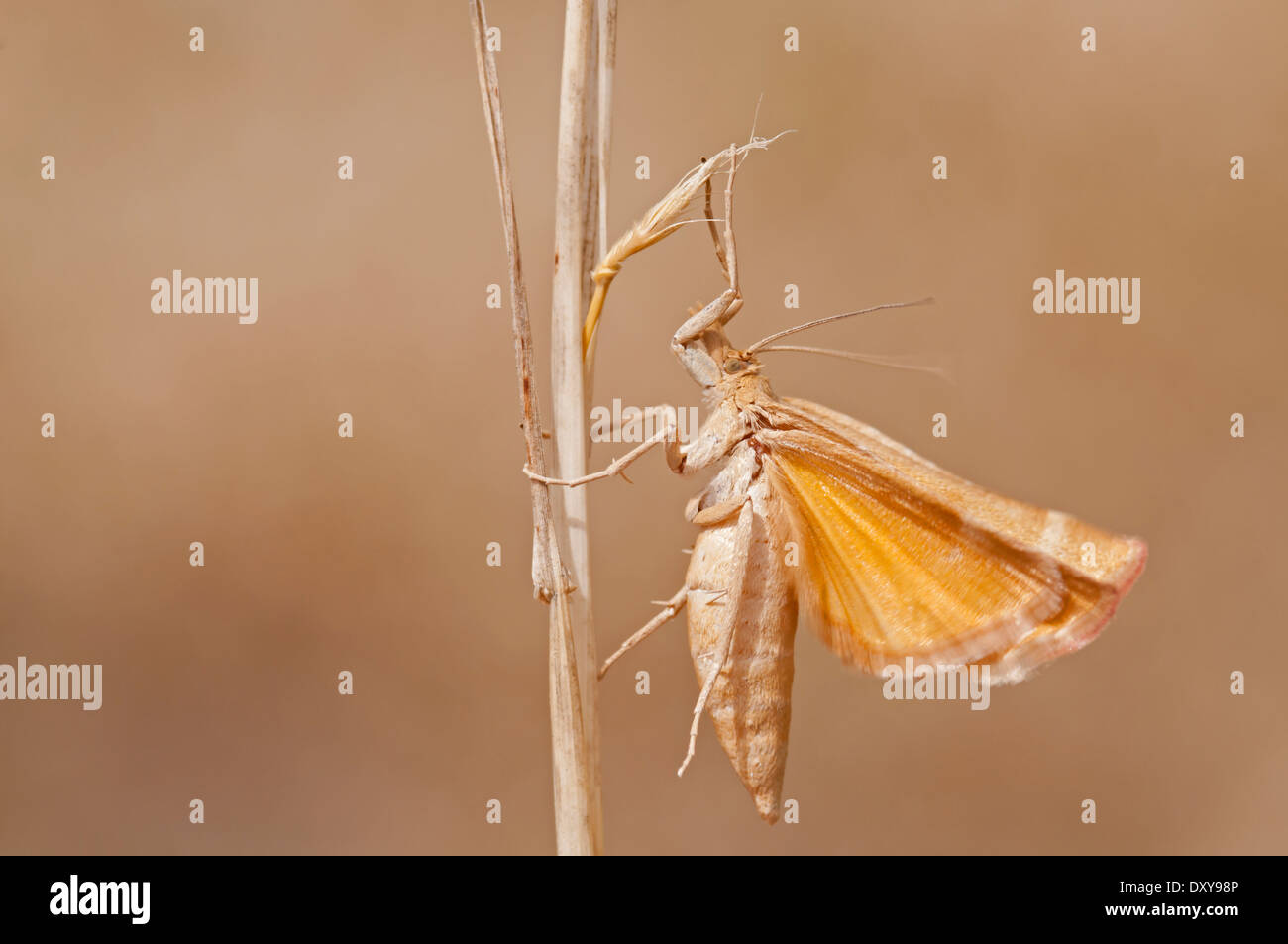 Moth wings hi-res stock photography and images - Alamy