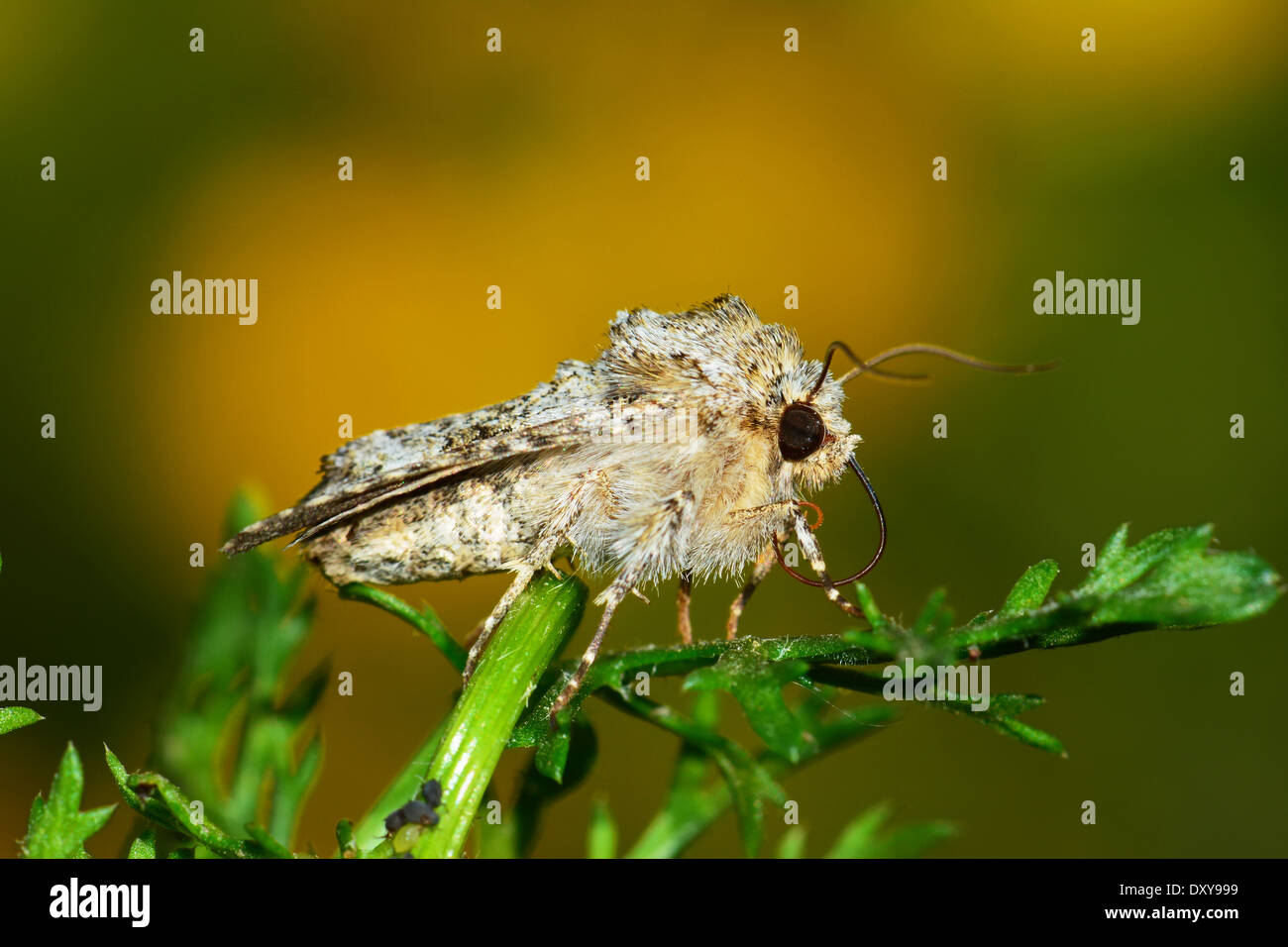 Moth hi-res stock photography and images - Alamy
