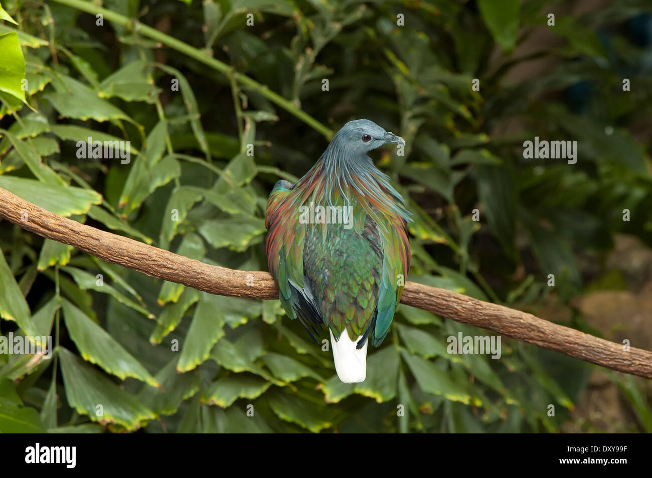 Back view of bird hi-res stock photography and images - Alamy