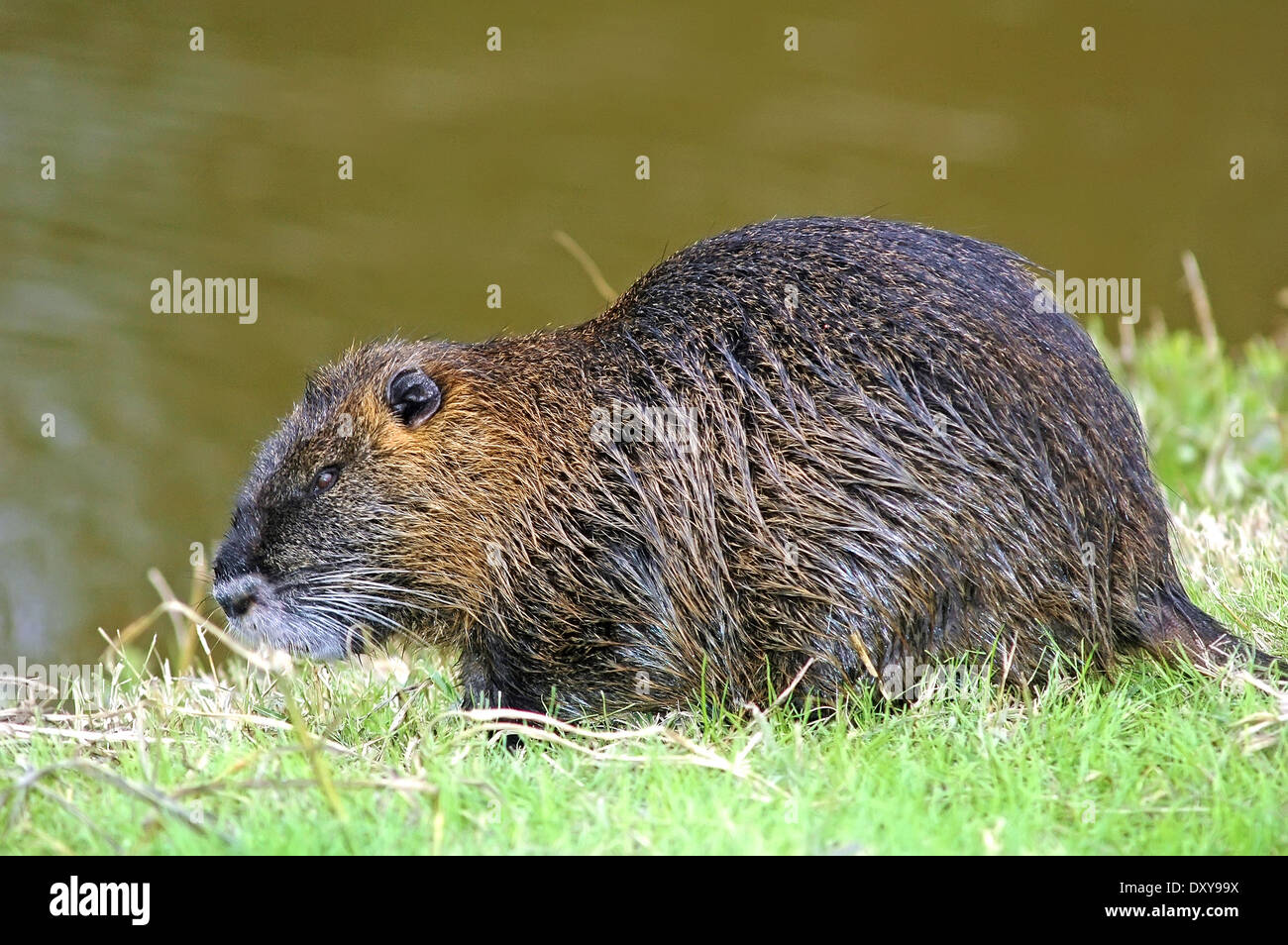 Wet nutria hi-res stock photography and images - Alamy