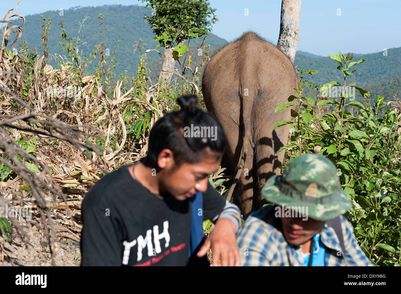 Elephants backside hi-res stock photography and images - Alamy