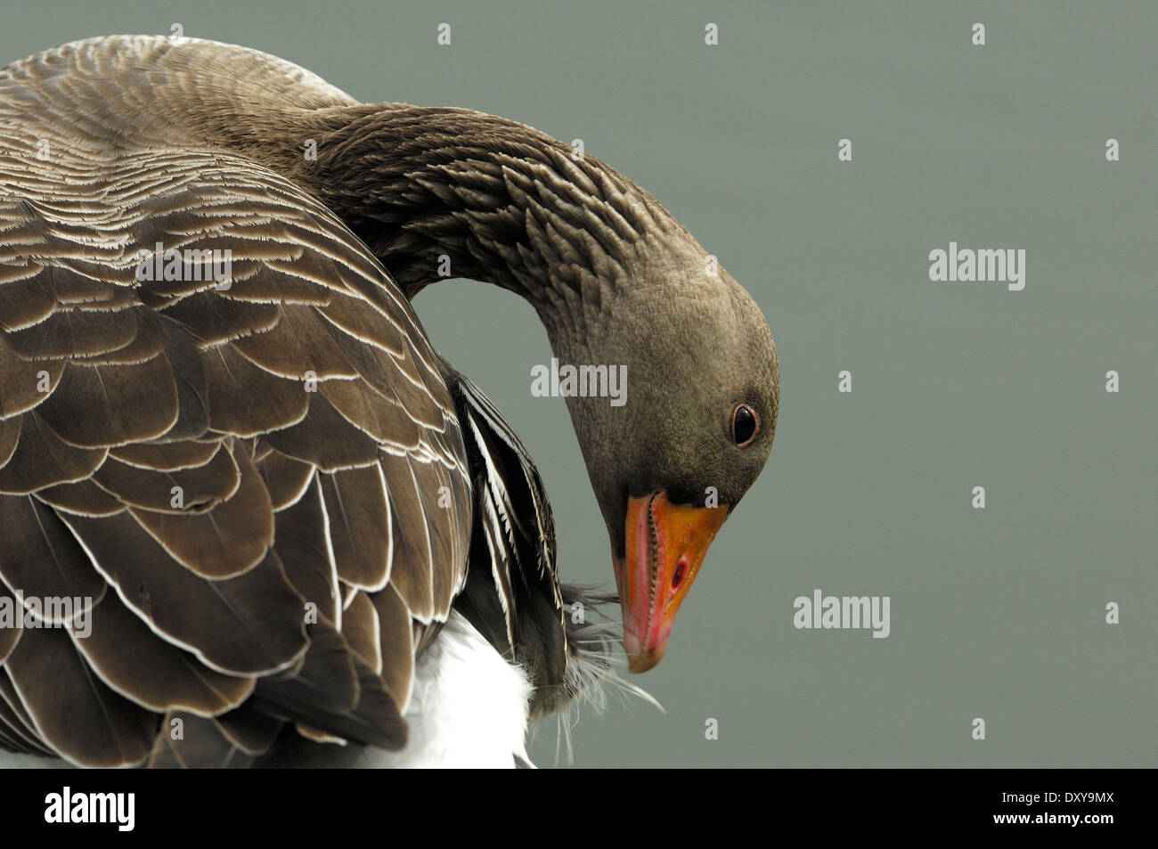 Goose feathers hi-res stock photography and images - Alamy