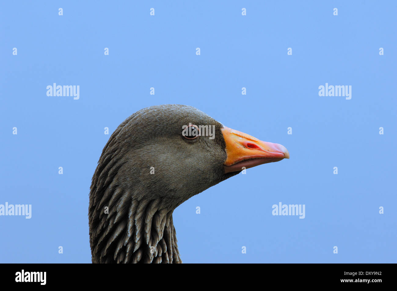 Goose feathers hi-res stock photography and images - Alamy