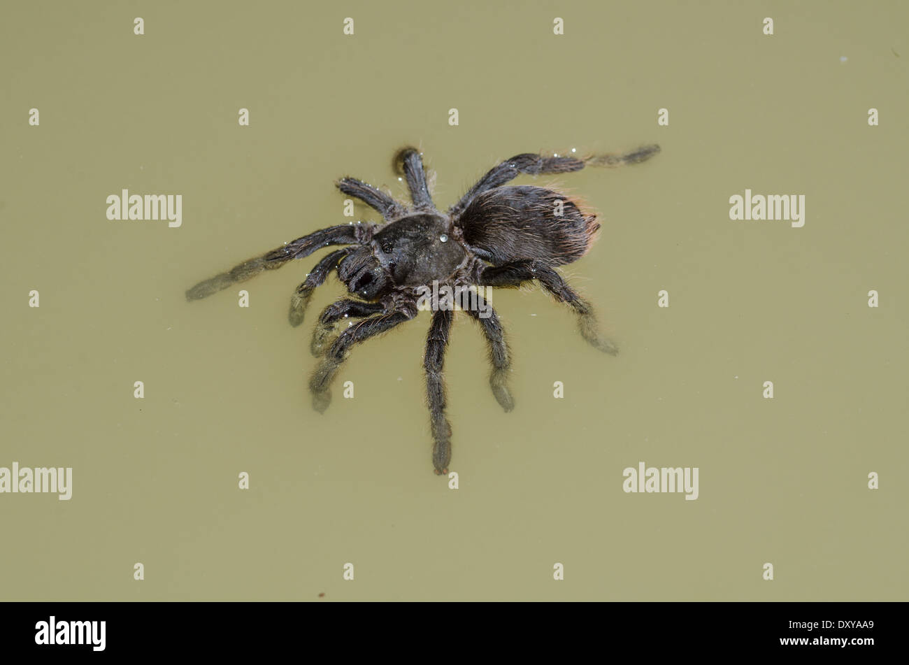 Drowning spider hi-res stock photography and images - Alamy