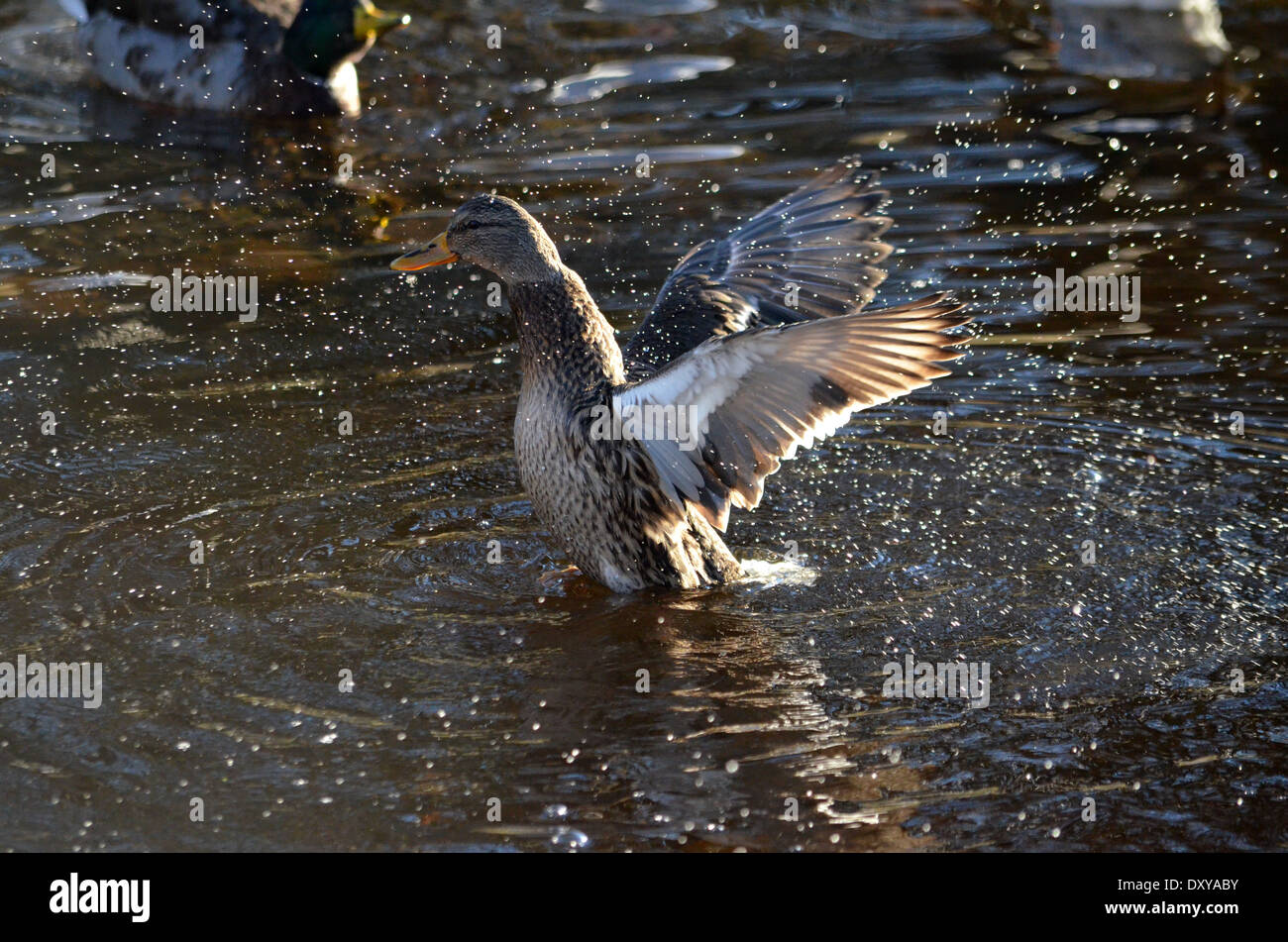 Duck flapping his wings, causing a splash Stock Photo - Alamy