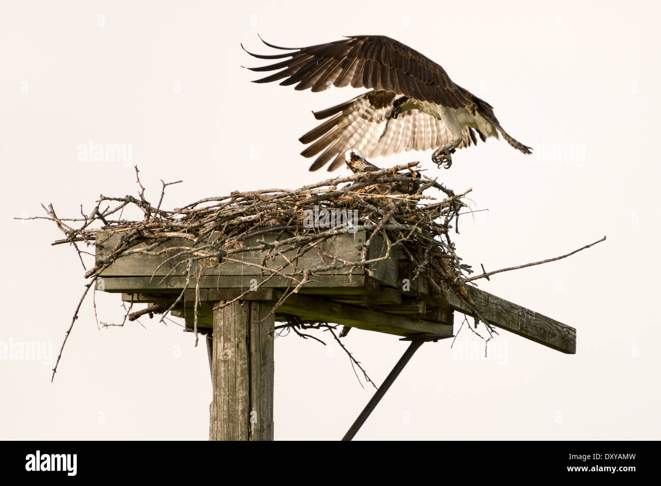 An osprey lands on a nesting box with a juvenile bird watching Stock ...