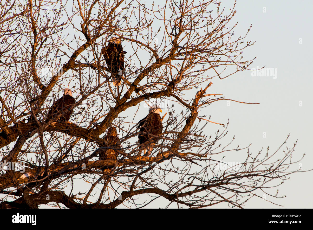 Group of 4 bald eagles perched in a tree along the Mississippi River ...