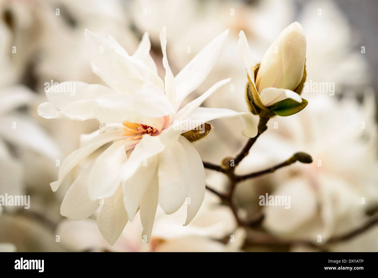 Magnolia X Kewensis "Wada's Memory" at the University of Minnesota ...