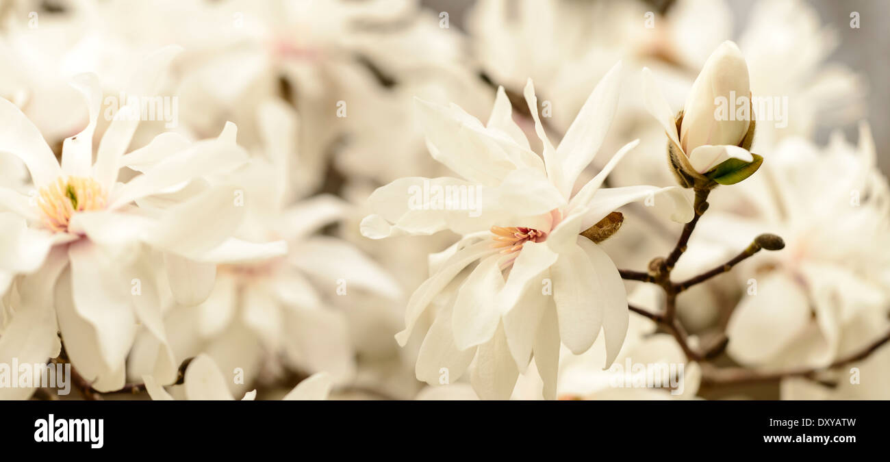 Magnolia X Kewensis "Wada's Memory" at the University of Minnesota ...