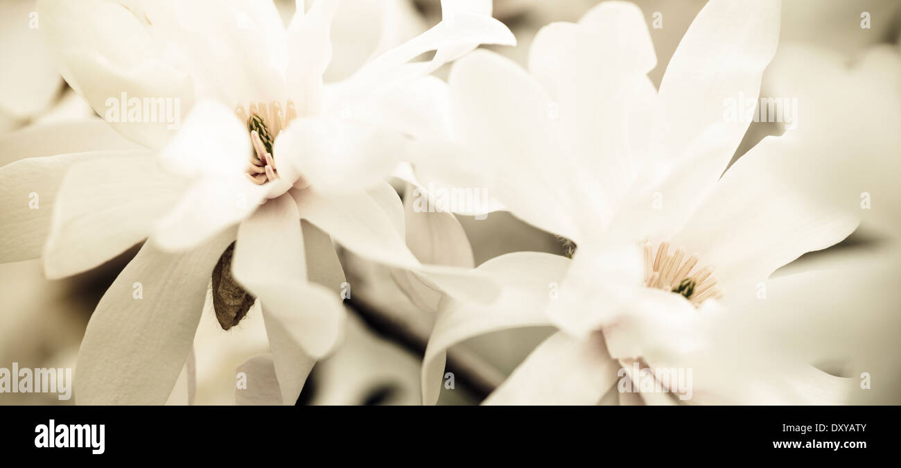 Magnolia X Kewensis "Wada's Memory" at the University of Minnesota ...