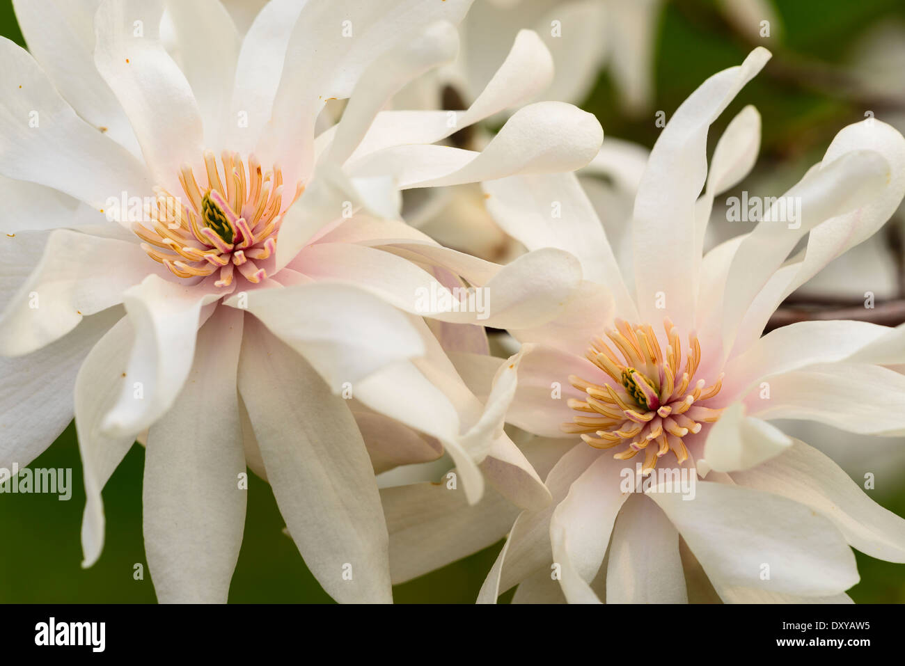 Magnolia magnolia wadas memory hi-res stock photography and images - Alamy